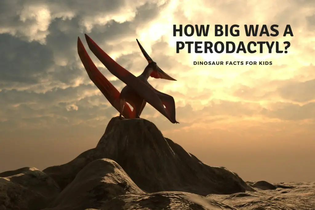 How Big Was A Pterodactyl? - Dinosaur Facts For Kids
